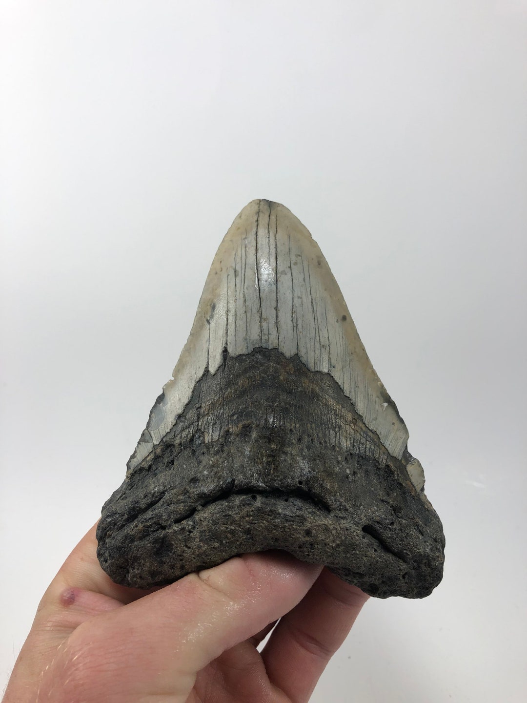 4.97" Fossil Megalodon Shark Tooth Ocean Teeth Dinosaur Fish-8.3oz ...