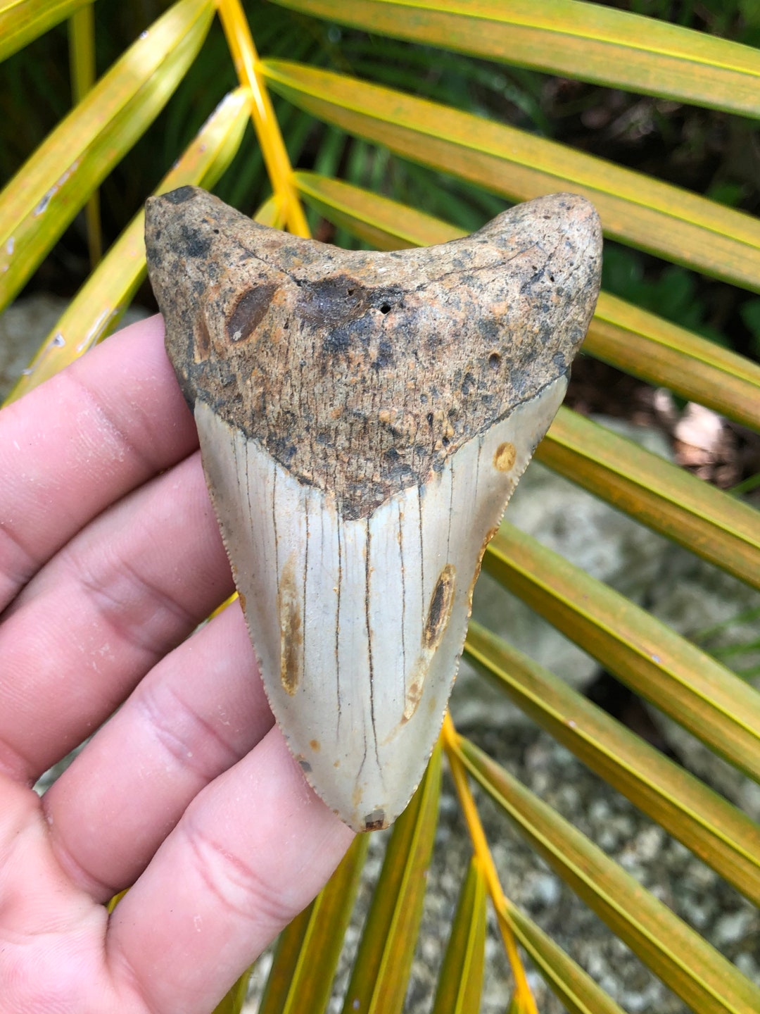 3.76" Bite Mark Feeding Wound Fossil Megalodon Sharp Bourlette Shark ...