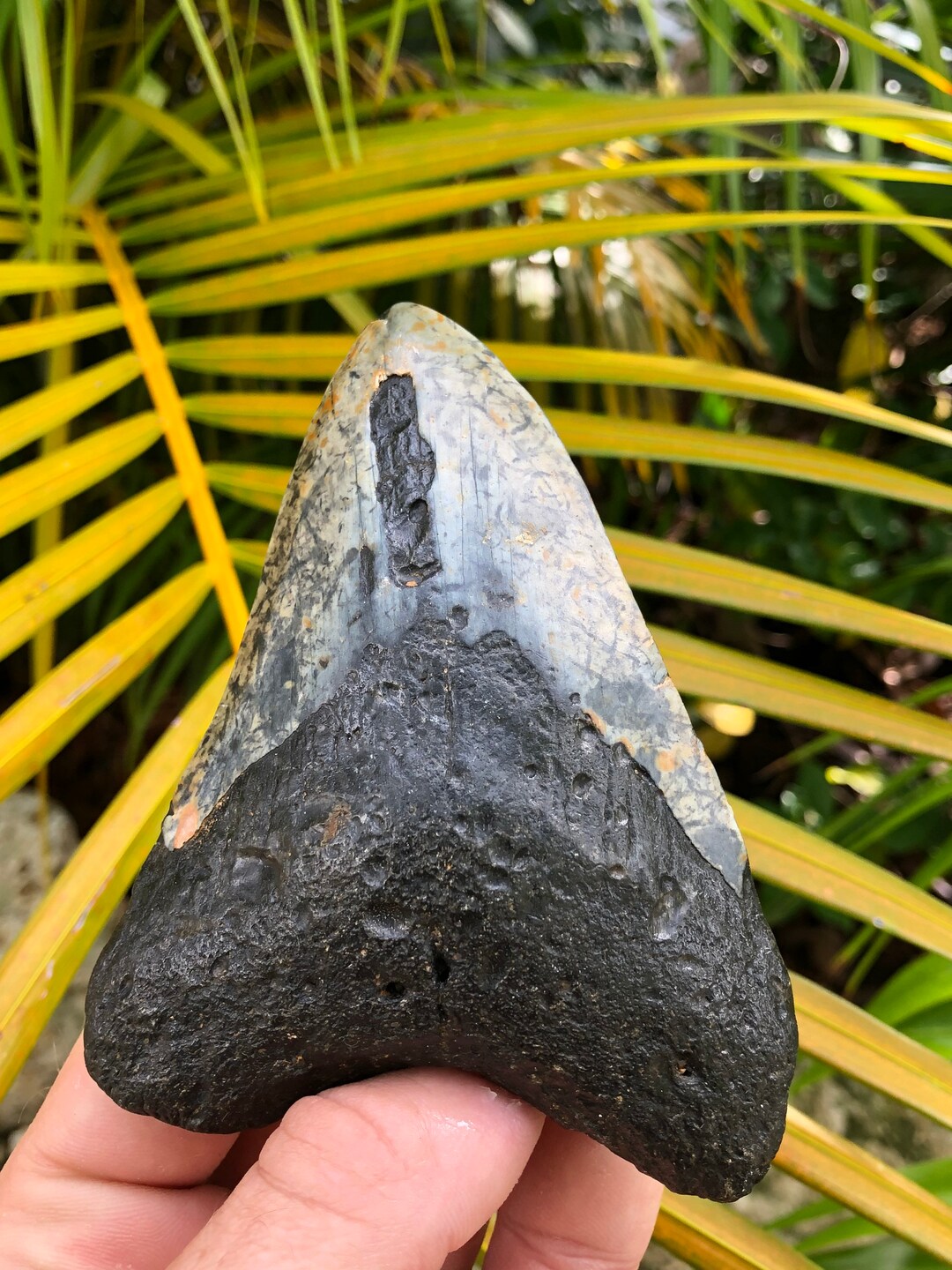 4.86" Fossil Megalodon Shark Tooth Ocean Teeth Dinosaur Fish **free ...