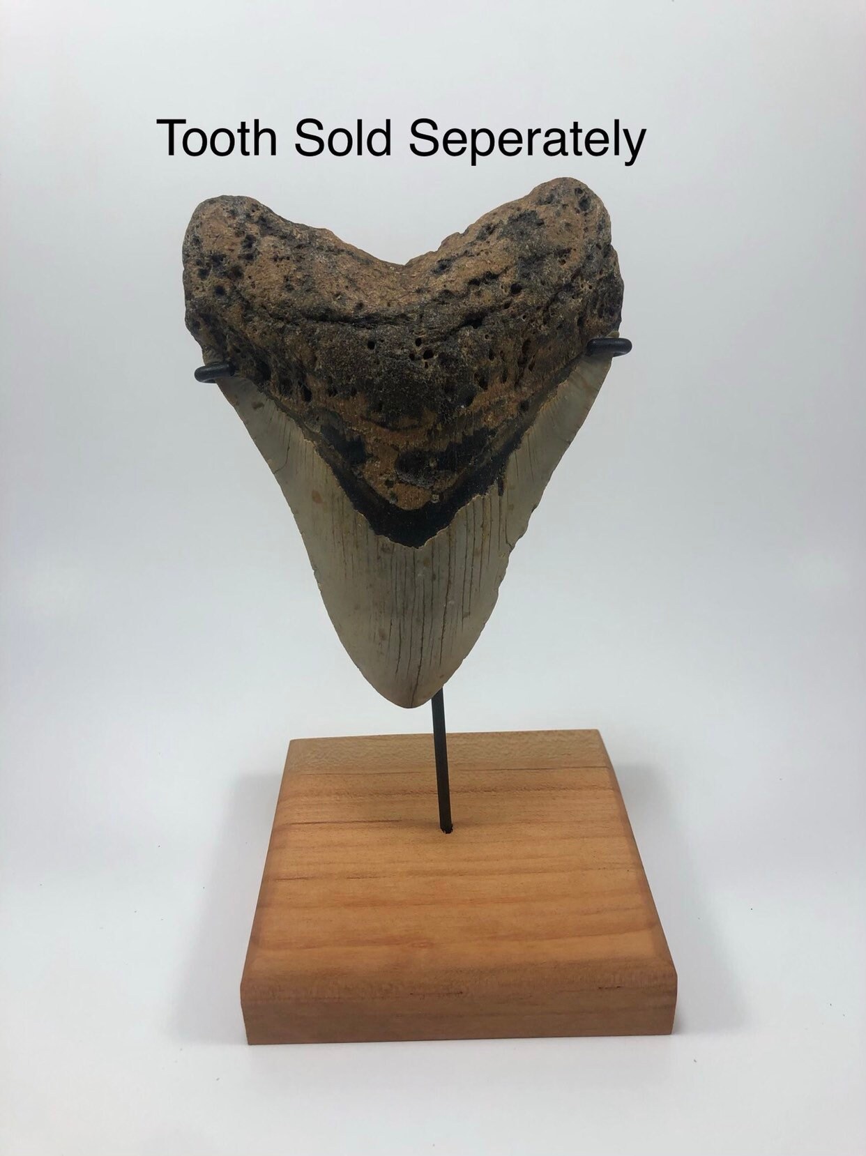Custom Wood Base Megalodon Inverted Metal Shark Tooth Stand—great ...