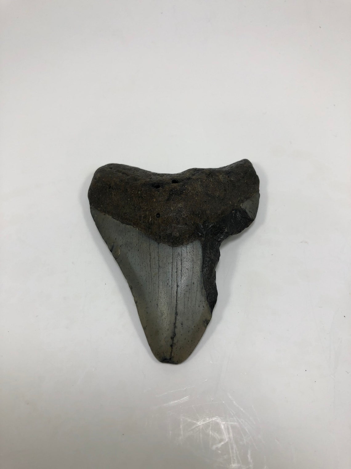 3.32 Fossil Megalodon Shark Tooth Ocean Teeth Dinosaur - Etsy