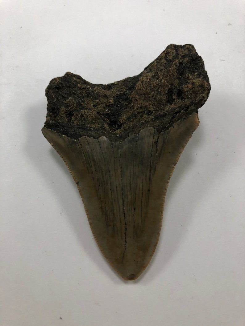 3.27 Fossil Megalodon Shark Tooth Ocean Teeth Dinosaur - Etsy