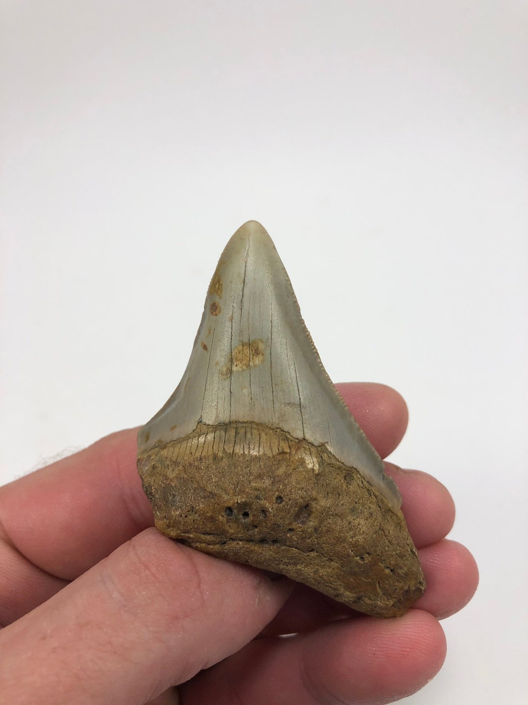 2.86" Fossil Megalodon Shark Tooth Ocean Teeth Dinosaur Fish-1.4oz ...