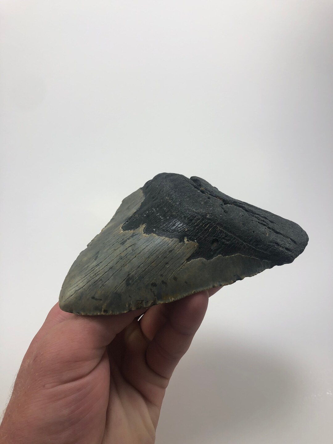 5.82" Fossil Megalodon Shark Tooth Ocean Teeth Dinosaur Fish-13.5oz ...