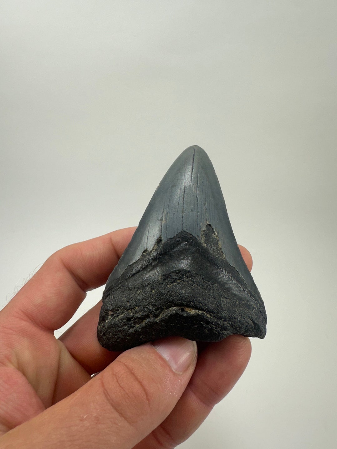 3.72" Fossil Megalodon Shark Tooth Ocean Teeth Dinosaur Fish-3.3 Oz ...