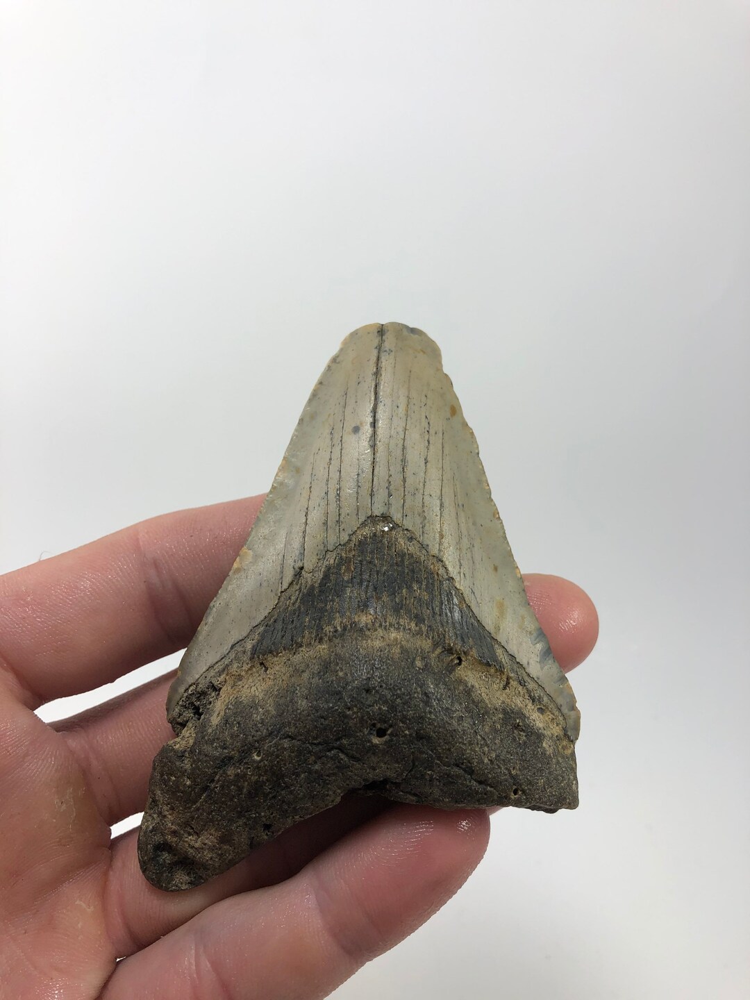 3.96" Fossil Megalodon Shark Tooth Ocean Teeth Dinosaur Fish-4.0oz ...