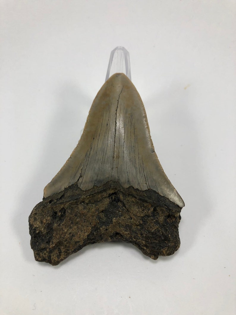 3.27 Fossil Megalodon Shark Tooth Ocean Teeth Dinosaur - Etsy