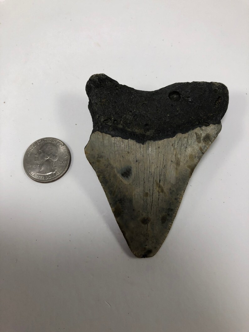 3.51 Nice Fossil Megalodon Shark Tooth Ocean Teeth | Etsy