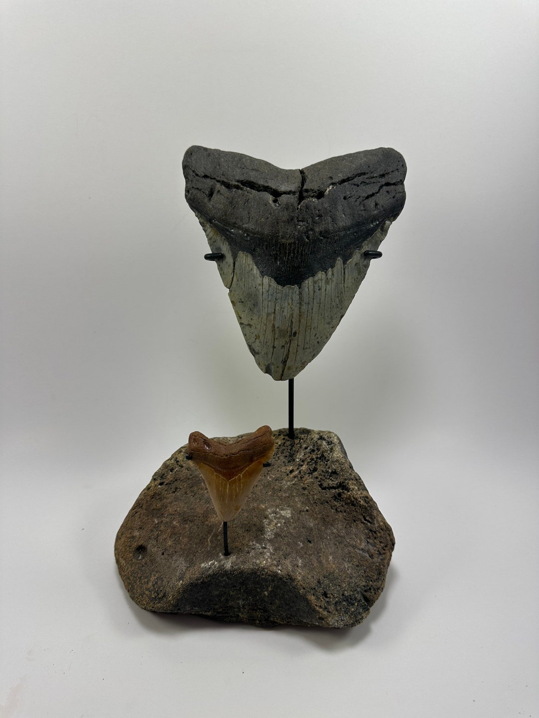 5.75”—1lb XL Fossil Megalodon Shark Tooth Ocean Teeth W/2.06 ...