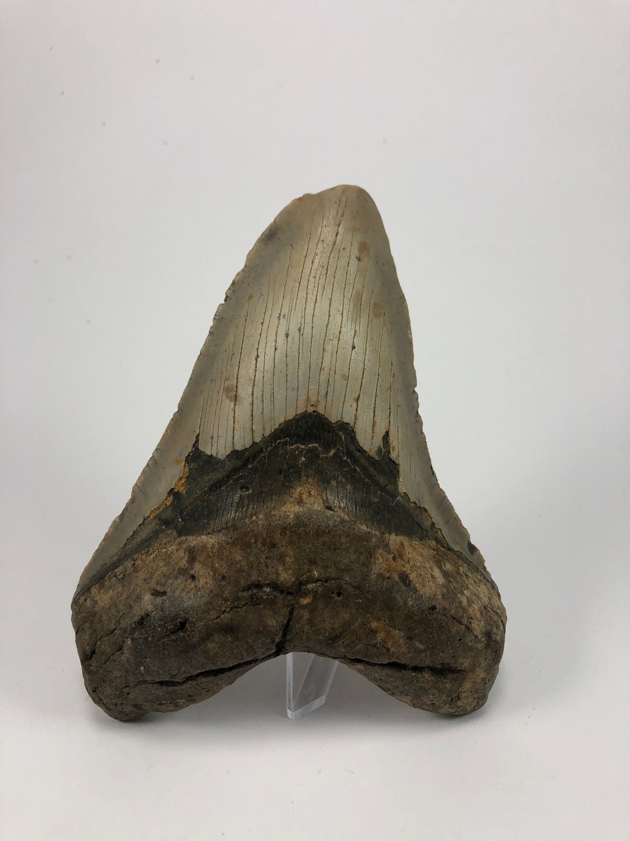 5.68 Fossil Megalodon Shark Tooth Ocean Teeth Beach - Etsy