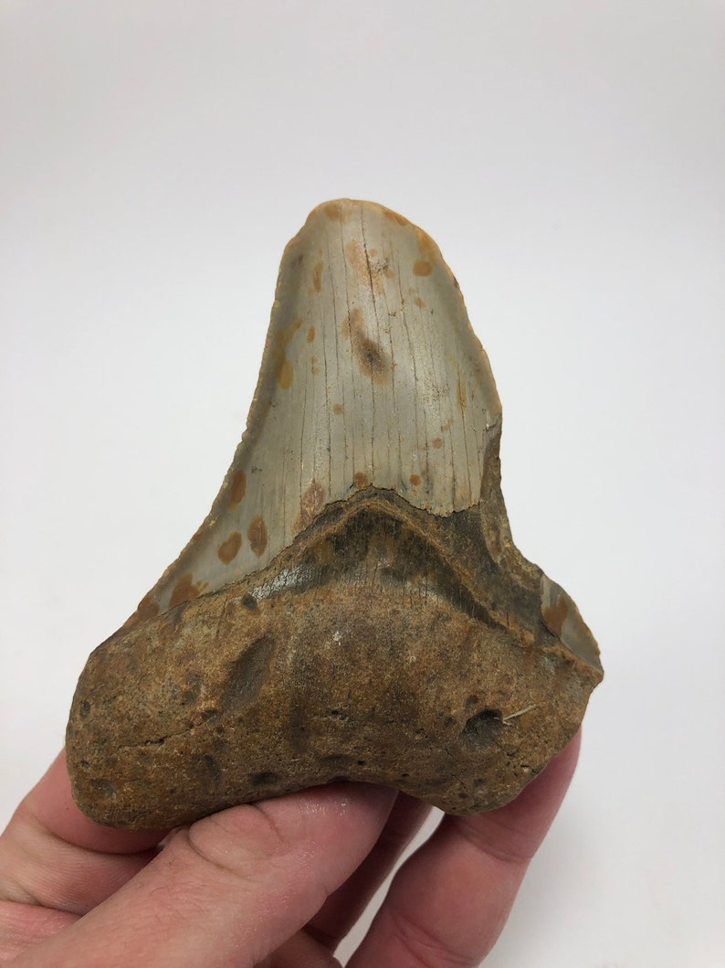 4.13 Fossil Megalodon Shark Tooth Ocean Teeth Dinosaur | Etsy