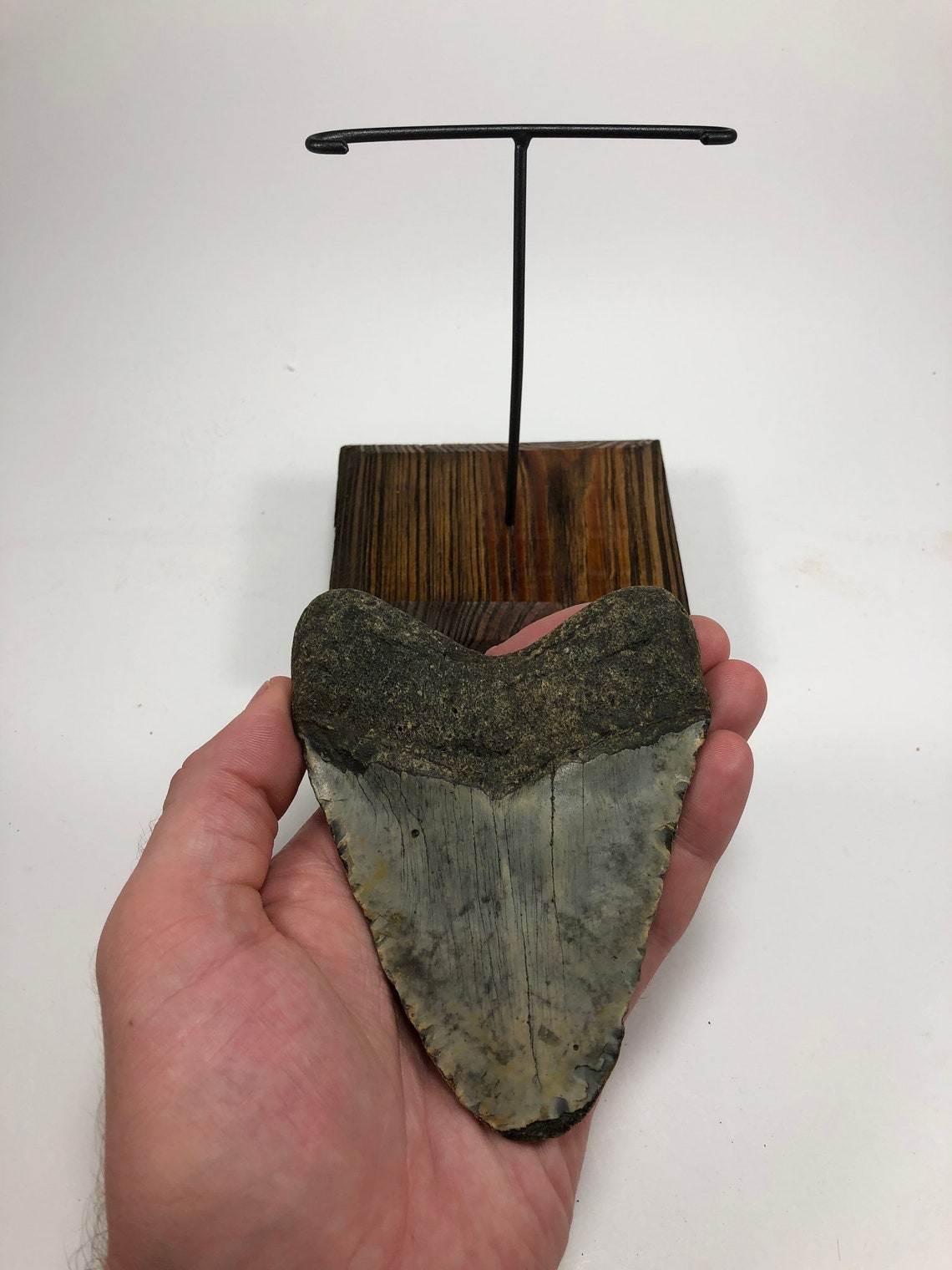 5.09 Giant Fossil Megalodon Shark Tooth Ocean Teeth - Etsy