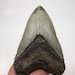 5.60" Nice Fossil Megalodon Shark Tooth Ocean Teeth Fish-11.2oz **free ...