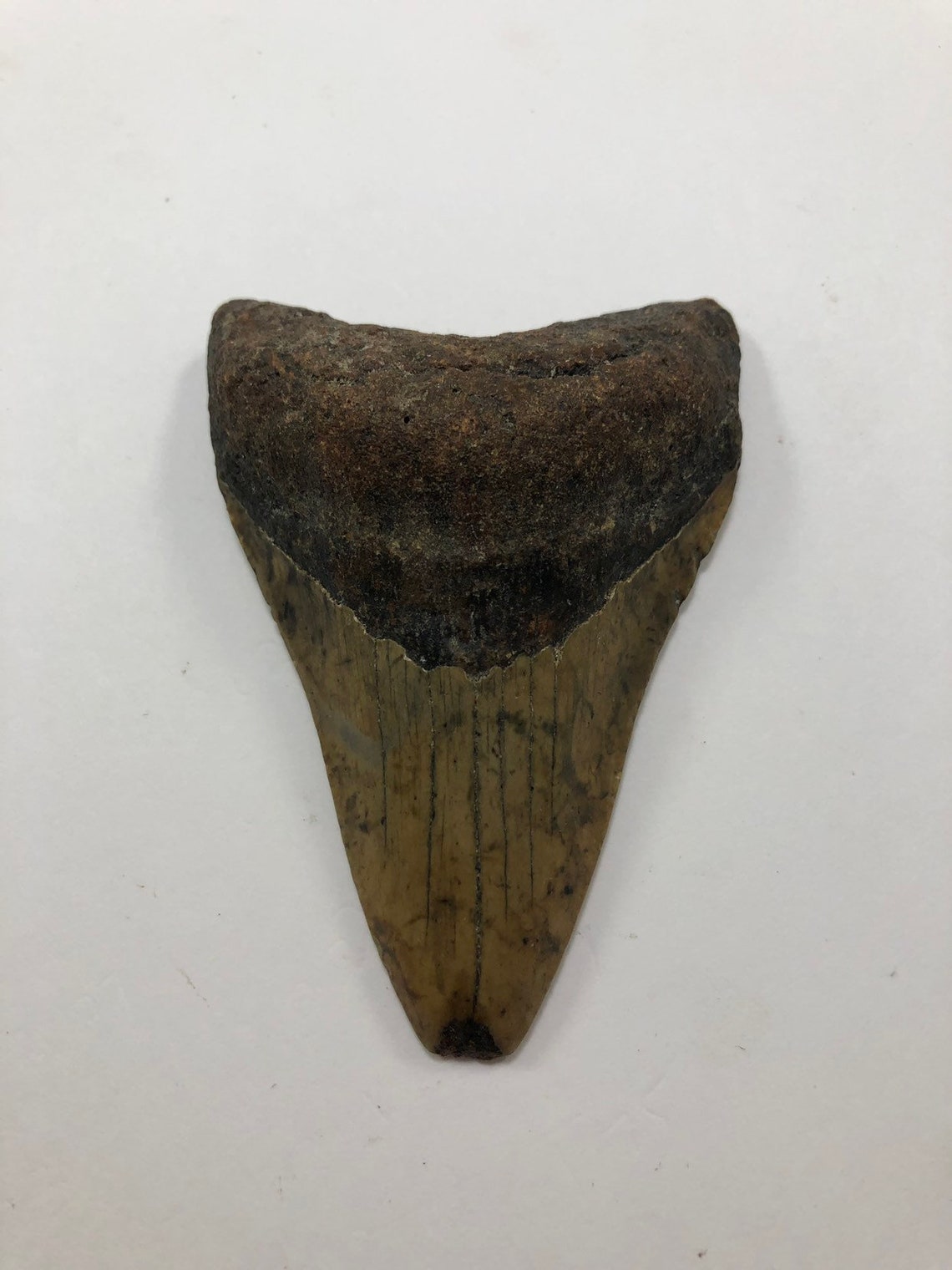 3.37 Fossil Megalodon Shark Tooth Ocean Teeth Dinosaur - Etsy