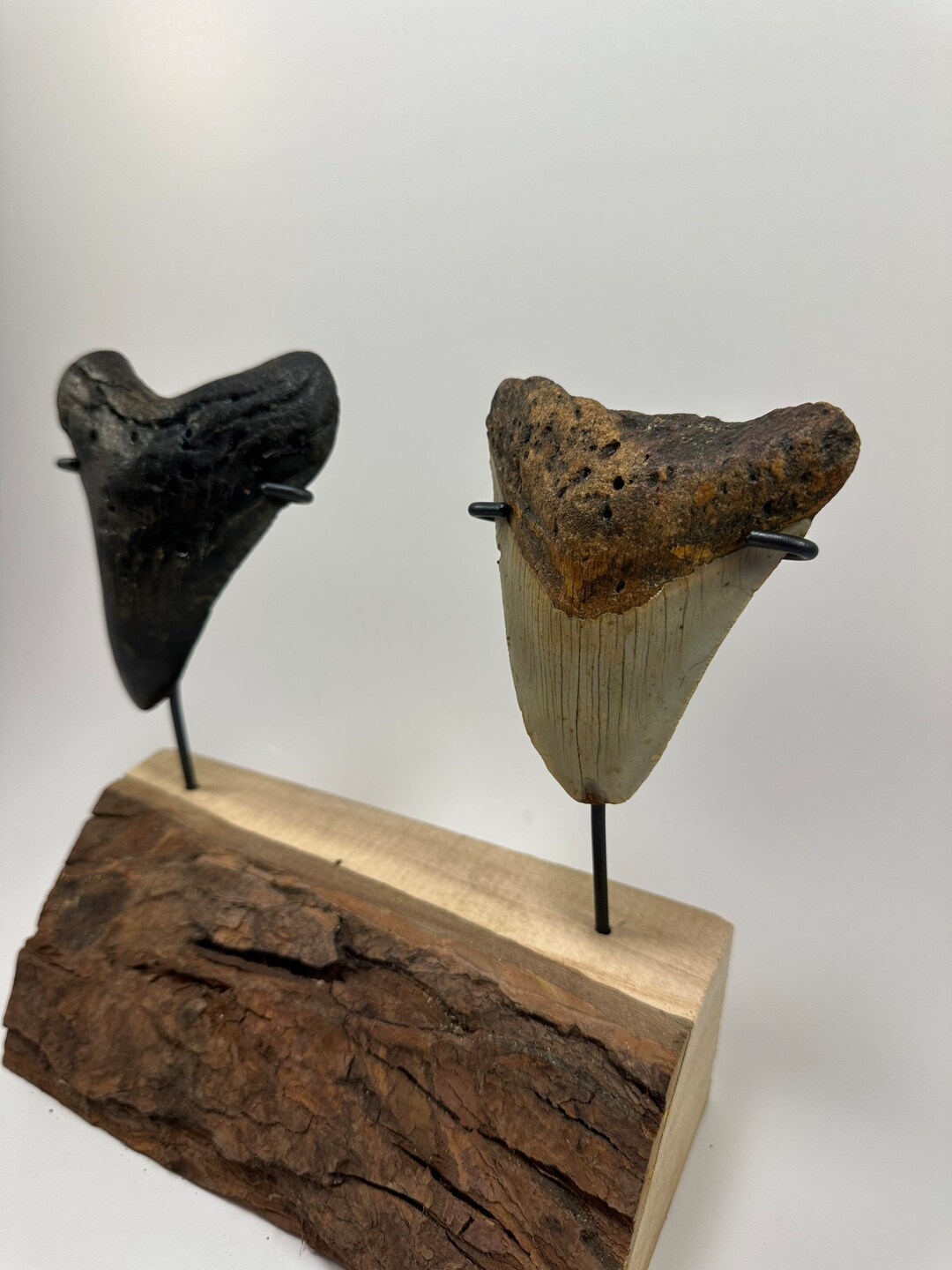 4.39" Giant Fossil Megalodon Shark Tooth Ocean Teeth Combo Calico ...