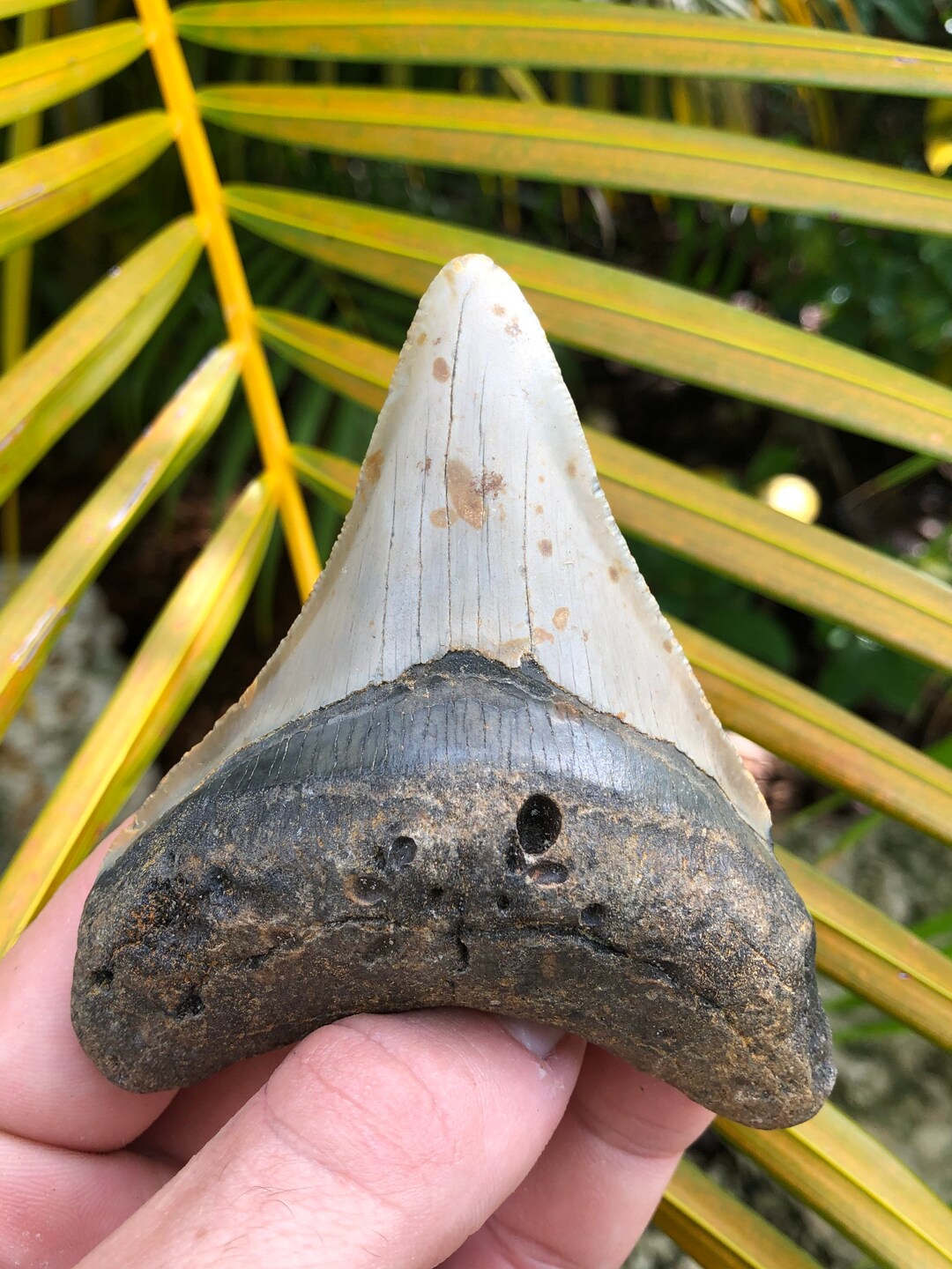 3.84" Fossil Megalodon Sharp Bourlette Shark Tooth Ocean Teeth Dinosaur ...