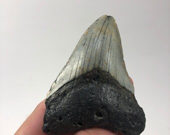 3.84 Fossil Megalodon Shark Tooth Ocean Teeth Dinosaur - Etsy