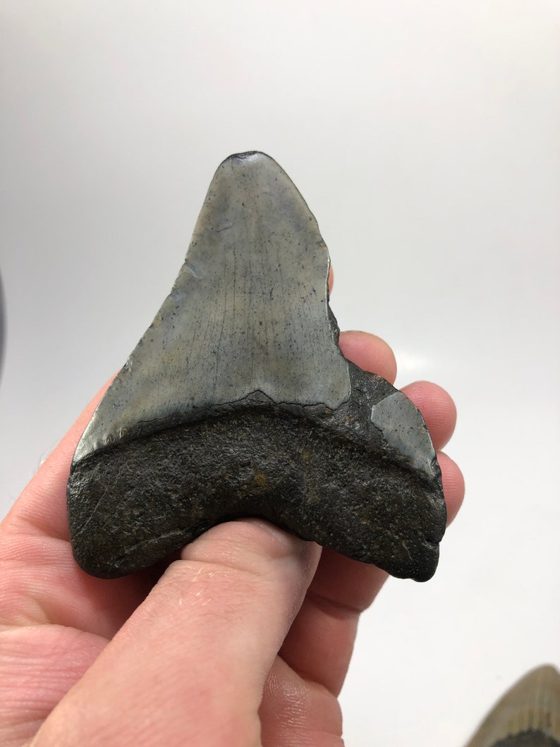 3.32 Fossil Megalodon Shark Tooth Ocean Teeth Dinosaur - Etsy