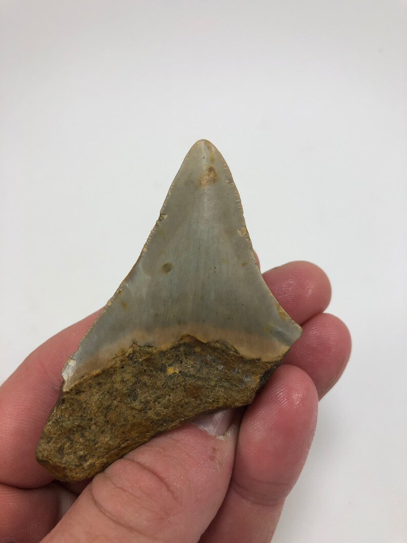 2.86 Fossil Megalodon Shark Tooth Ocean Teeth Dinosaur - Etsy