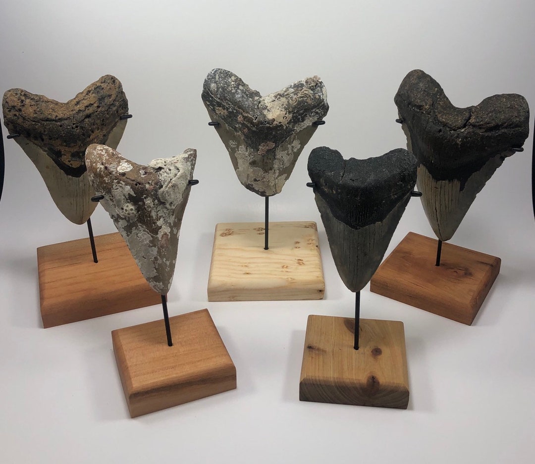 Custom Wood Base Megalodon Inverted Metal Shark Tooth Stand—great ...