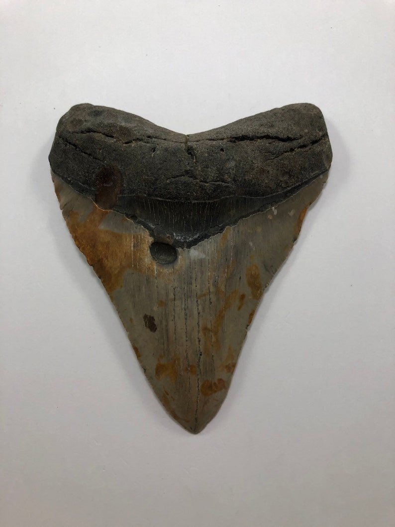 5.24 Fossil Megalodon Shark Tooth Ocean Teeth Dinosaur - Etsy