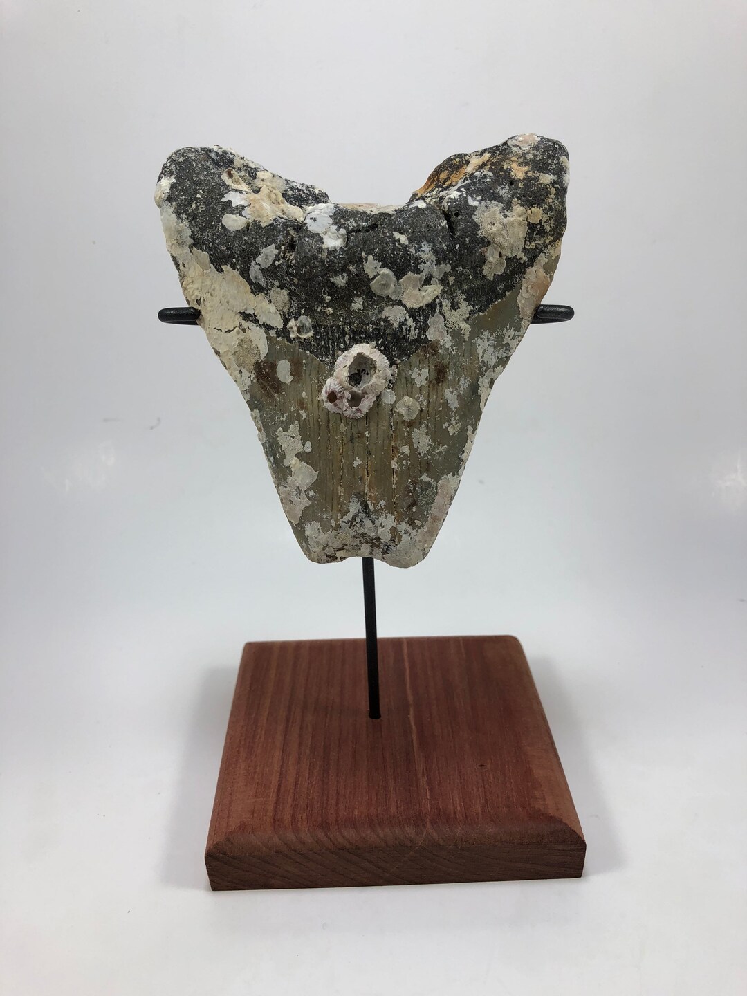 4.61" Uncleaned Giant Fossil Megalodon Shark Tooth Ocean Coral Teeth ...