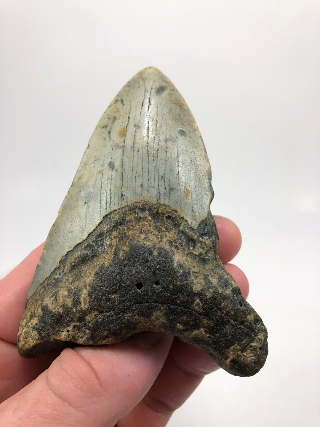 3.81" Fossil Megalodon Shark Tooth Ocean Teeth Dinosaur Fish-3.3oz ...