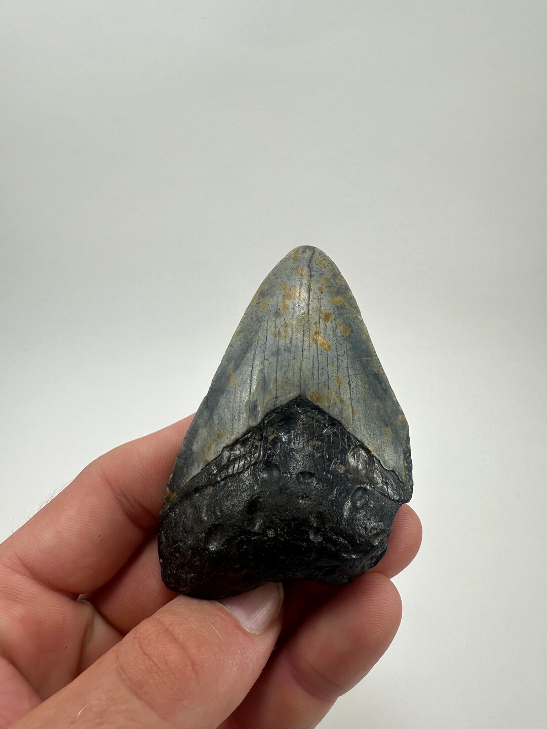 3.52" Fossil Megalodon Shark Tooth Ocean Teeth Dinosaur Fish-3.4oz ...