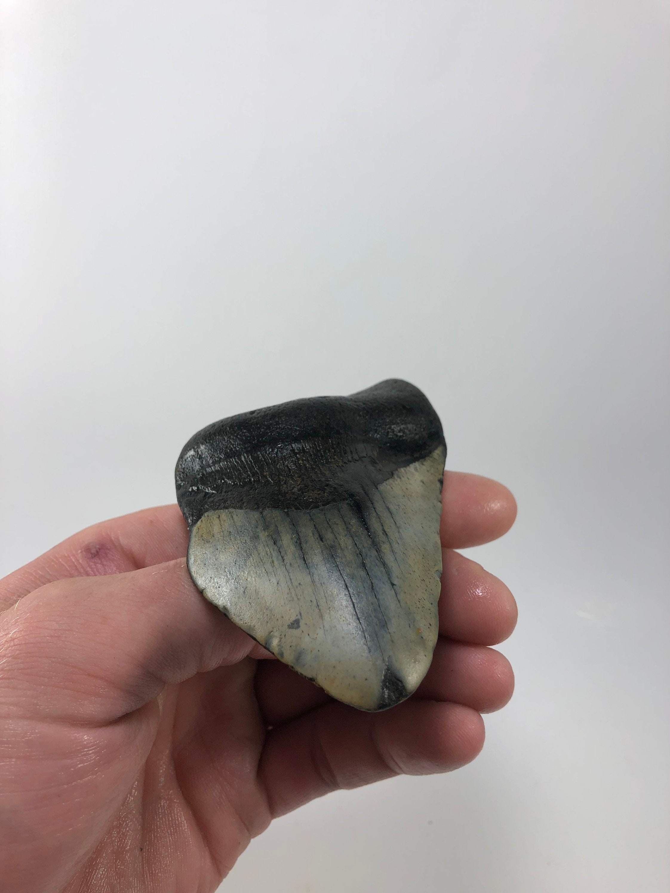 4.23 Fossil Megalodon Shark Tooth Ocean Teeth Dinosaur - Etsy