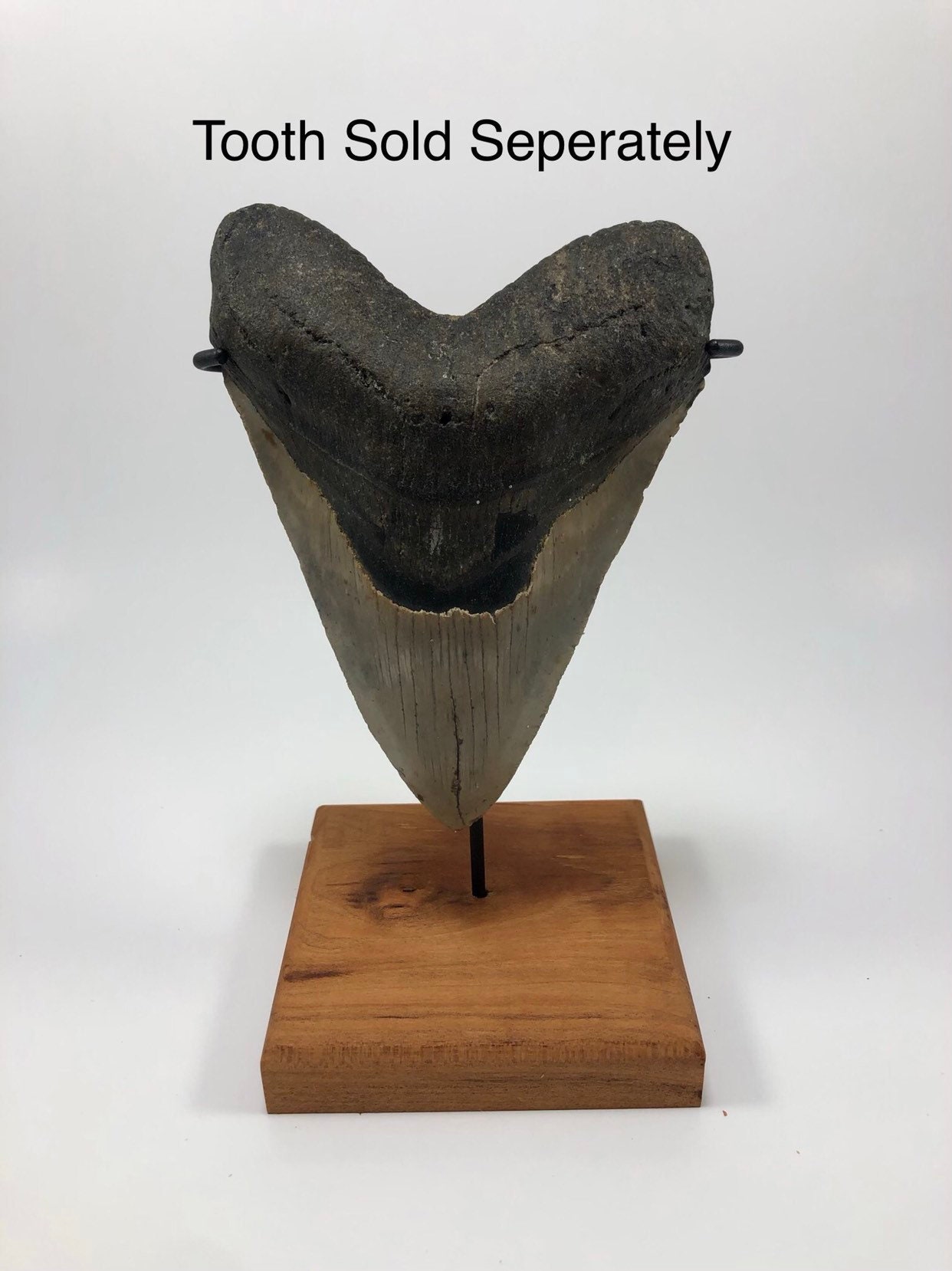 Custom Wood Base Megalodon Inverted Metal Shark Tooth Stand—great ...