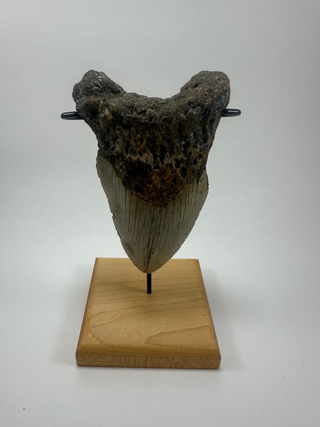 5.01" Giant Fossil Megalodon Shark Tooth Ocean Teeth Dinosaur Fish ...