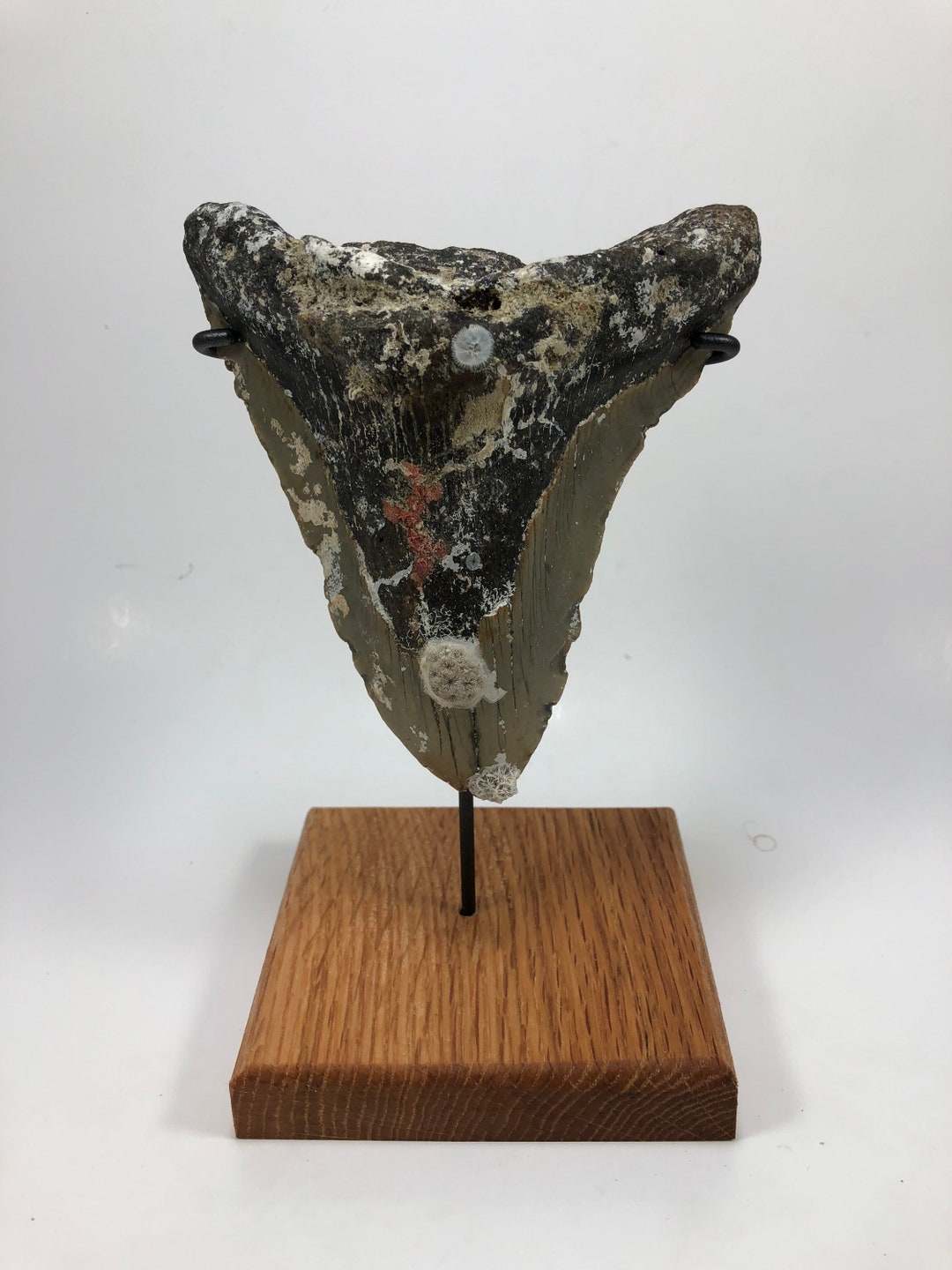 5.12" Uncleaned Giant Fossil Megalodon Shark Tooth Ocean Coral Teeth ...