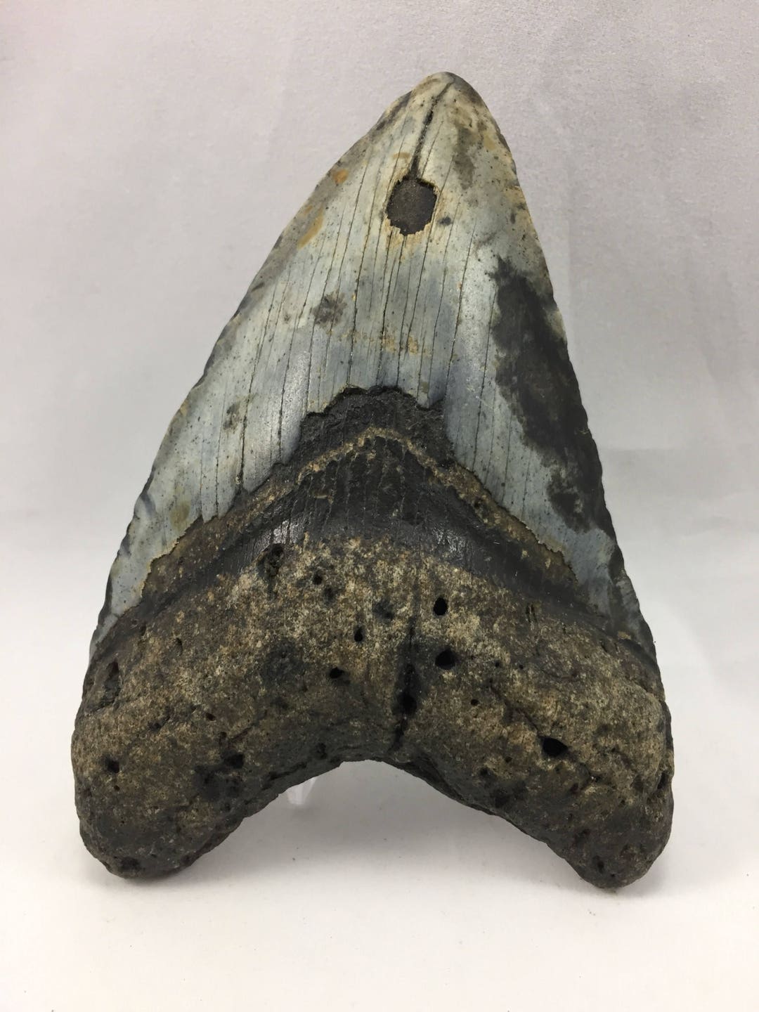 5.31" Fossil Megalodon Shark Tooth Ocean Teeth Dinosaur Fish Beach ...