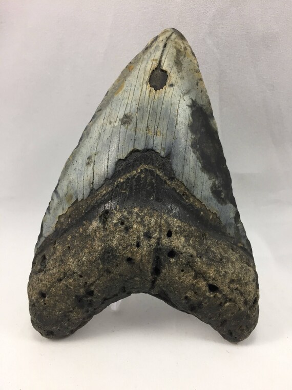5.31 Fossil Megalodon Shark Tooth Ocean Teeth Dinosaur | Etsy