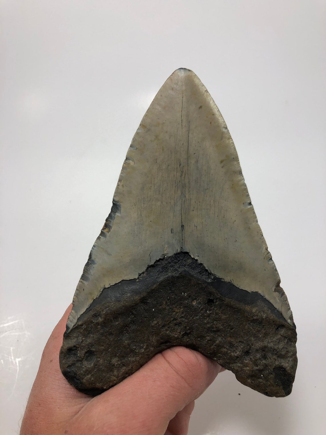 5.60" Nice Fossil Megalodon Shark Tooth Ocean Teeth Fish-11.2oz **free ...