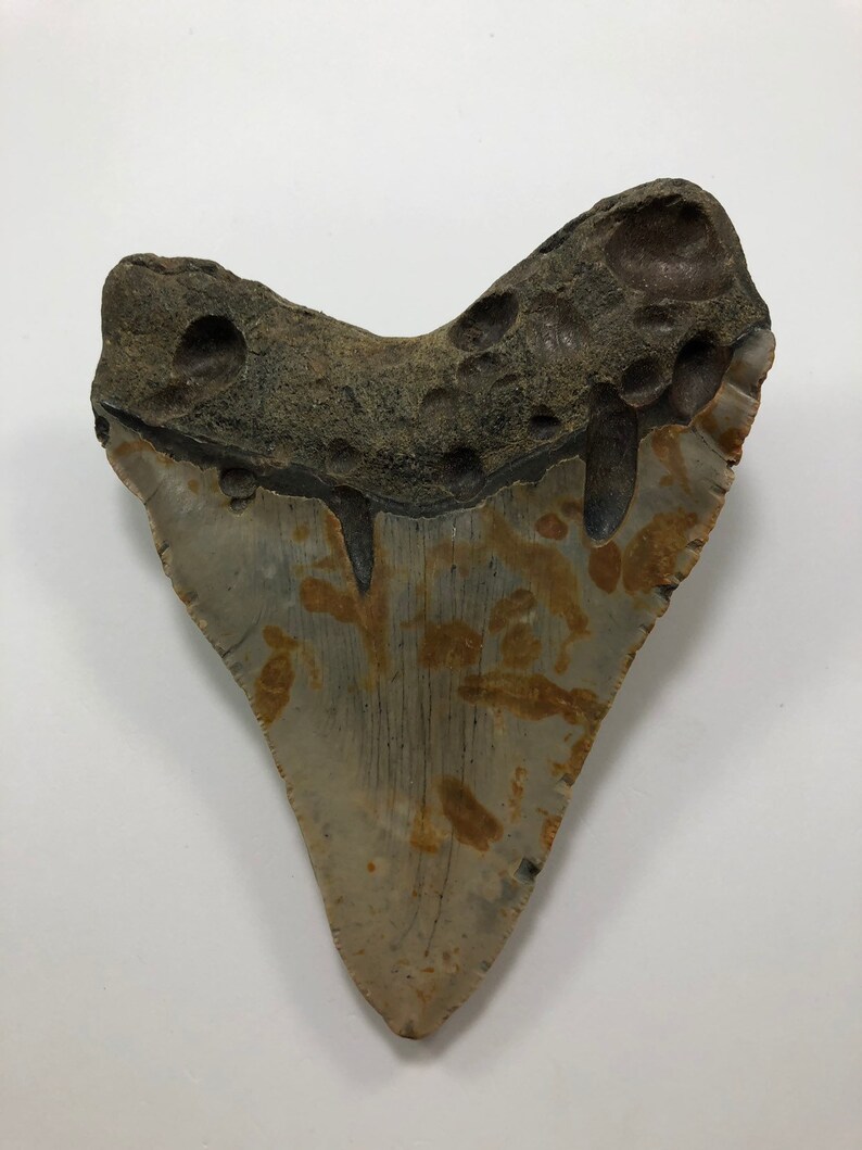 5.24 Fossil Megalodon Shark Tooth Ocean Teeth Dinosaur - Etsy
