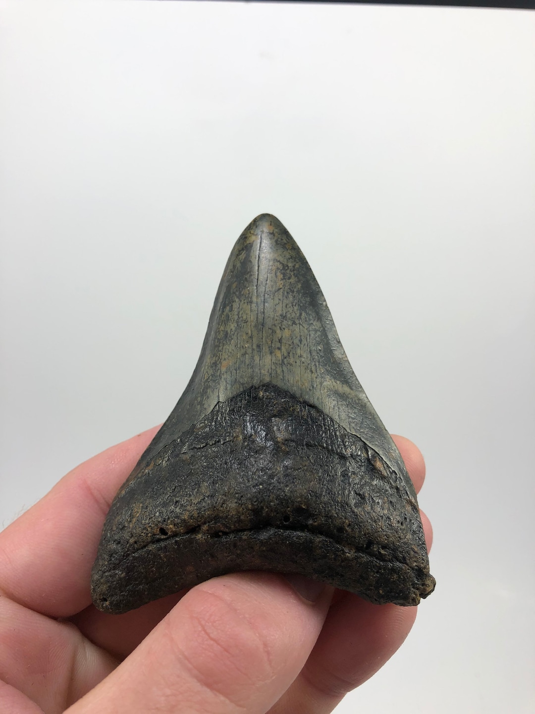 3.49" Fossil Megalodon Shark Tooth Ocean Teeth Fish-3.3oz **free Tooth ...