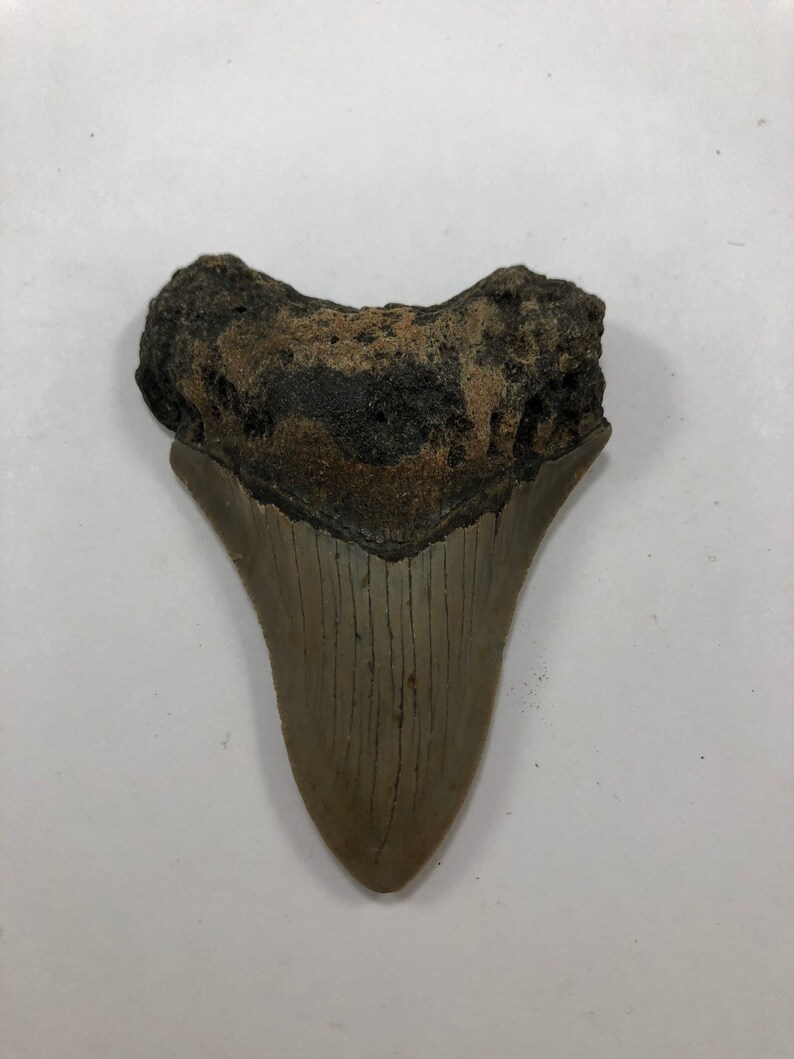 3.27 Fossil Megalodon Shark Tooth Ocean Teeth Dinosaur - Etsy