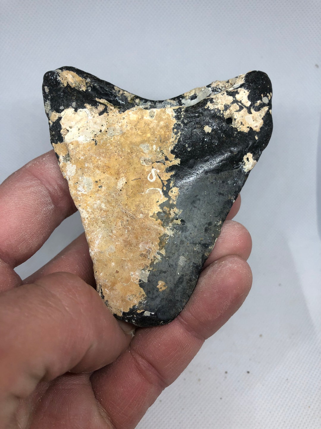 3.63" Uncleaned Fossil Megalodon Shark Tooth Coral Ocean Teeth Dinosaur ...