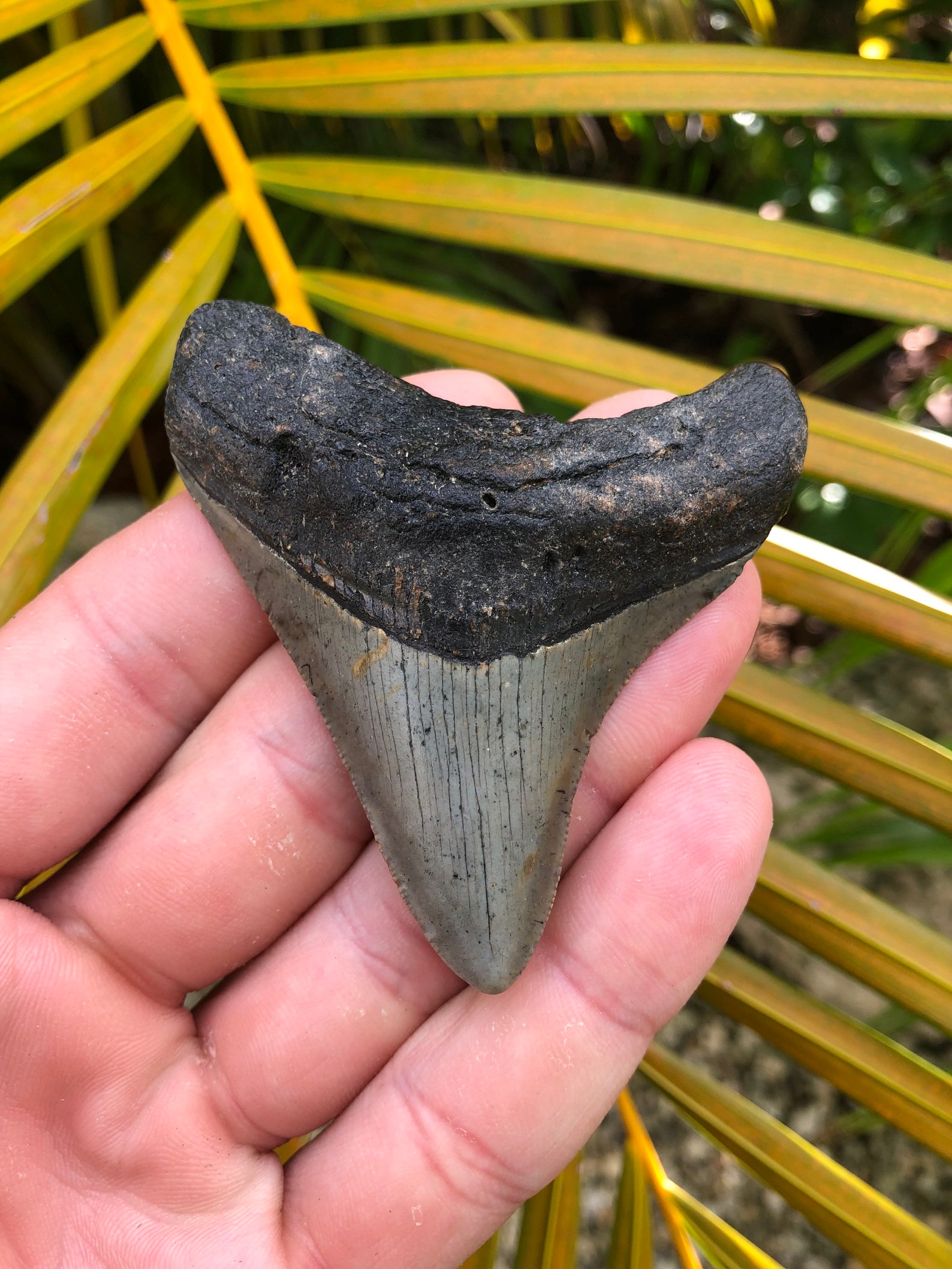 3.05" Fossil Megalodon Shark Tooth Ocean Teeth Dinosaur Fish **free ...
