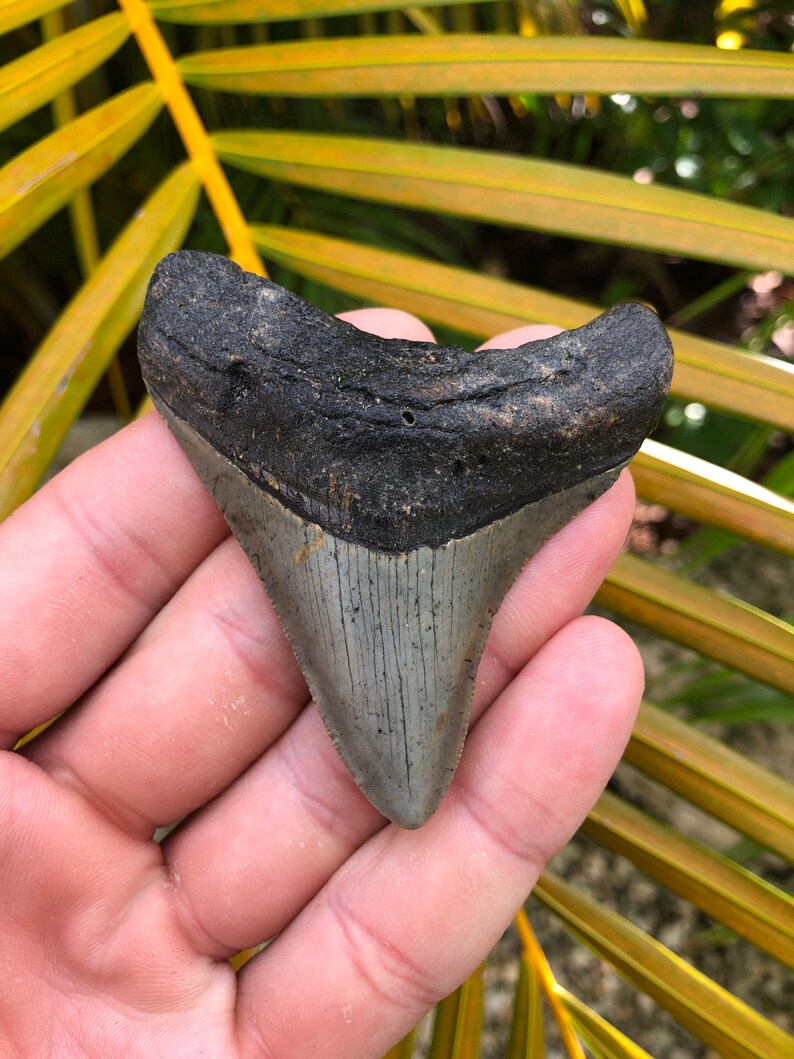3.05 Fossil Megalodon Shark Tooth Ocean Teeth Dinosaur - Etsy