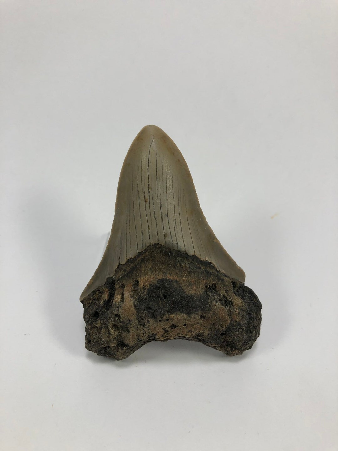 3.27" Fossil Megalodon Shark Tooth Ocean Teeth Dinosaur Fish-3.0oz ...