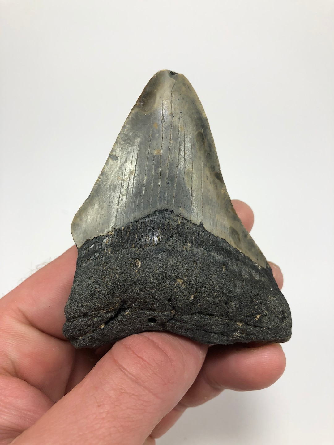 3.51" Nice Fossil Megalodon Shark Tooth Ocean Teeth Fish-3.5oz **free ...