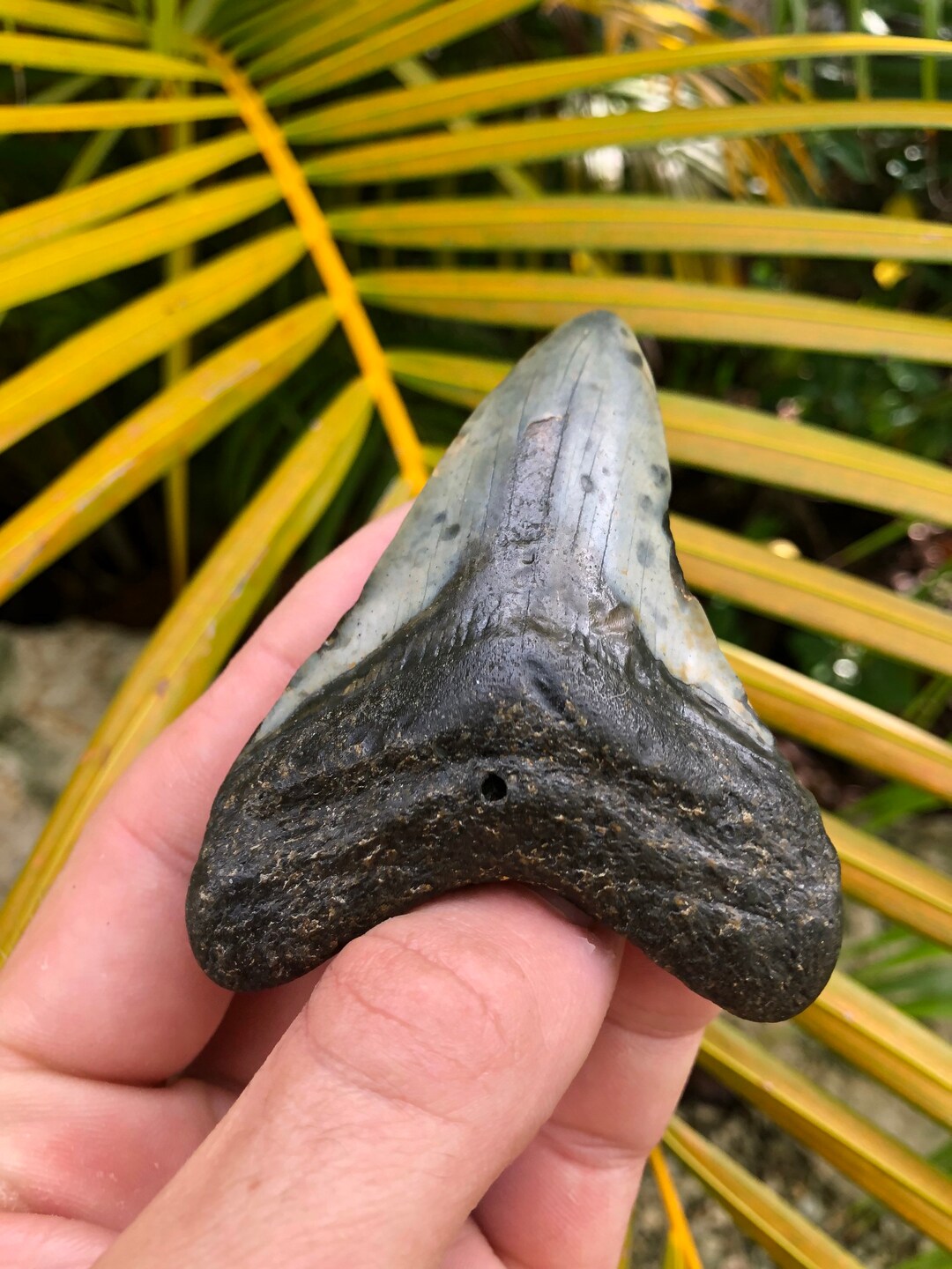 3.42" Fossil Megalodon Shark Tooth Ocean Teeth Dinosaur Fish **free ...