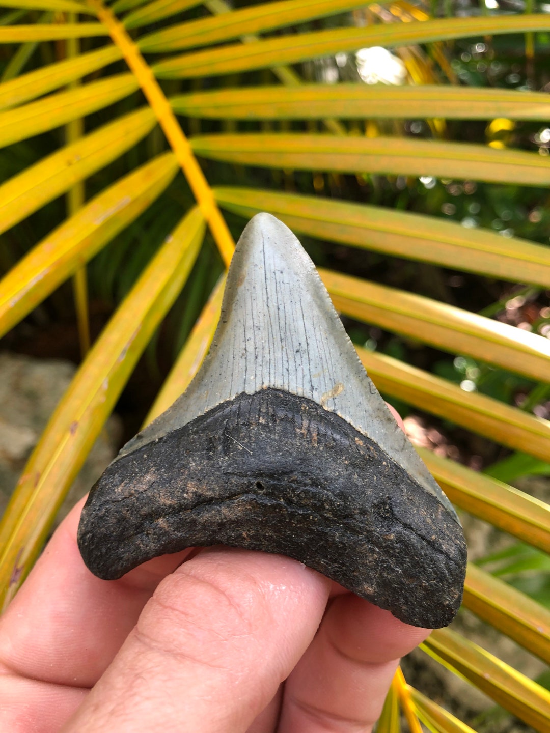 3.05" Fossil Megalodon Shark Tooth Ocean Teeth Dinosaur Fish **free ...