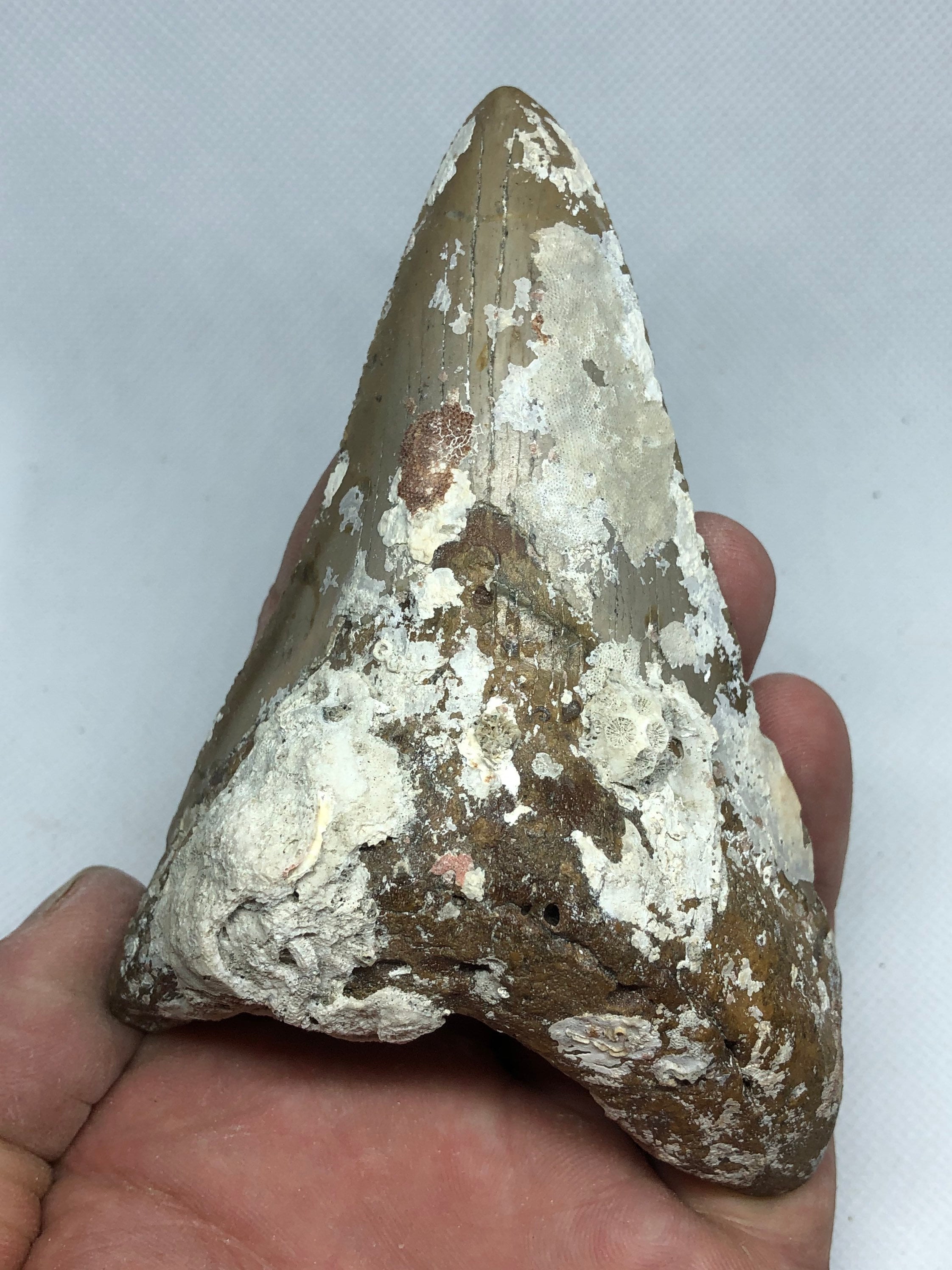4.78" Uncleaned Fossil Megalodon Shark Tooth Coral Ocean Teeth Dinosaur ...