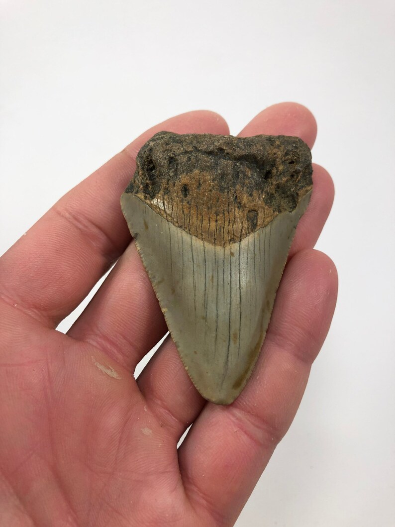 2.81" Orange Fossil Megalodon Shark Tooth Ocean Teeth Dinosaur Fish-2 ...