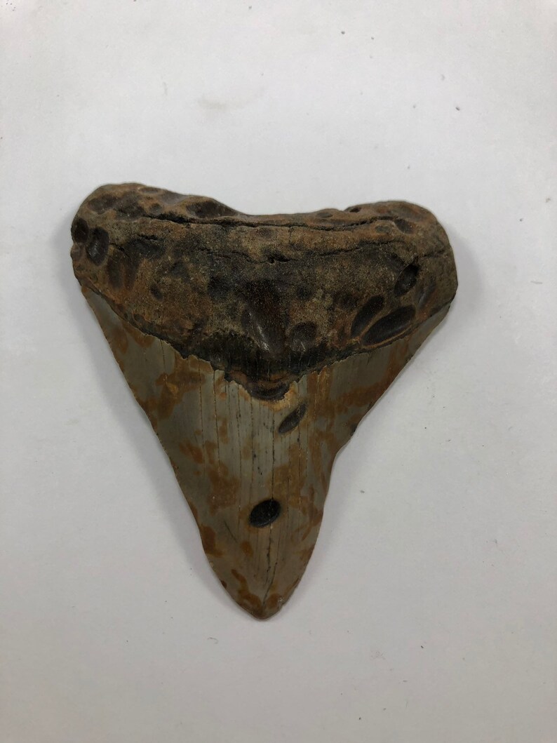 3.62 Fossil Megalodon Shark Tooth Ocean Teeth Dinosaur - Etsy