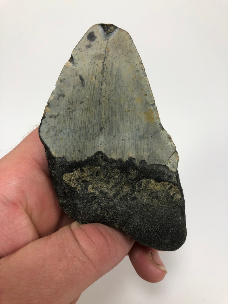 3.84 Fossil Megalodon Shark Tooth Ocean Teeth Dinosaur - Etsy