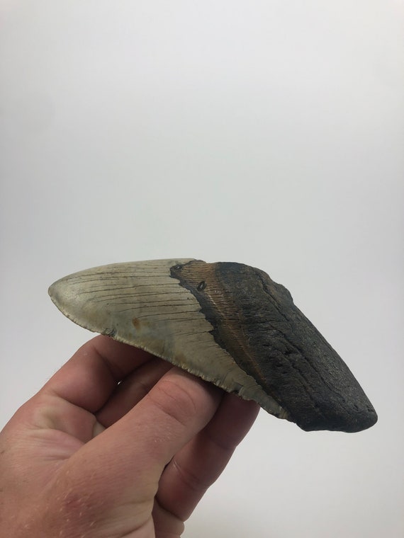5.94 Fossil Megalodon Shark Tooth Ocean Teeth Dinosaur - Etsy